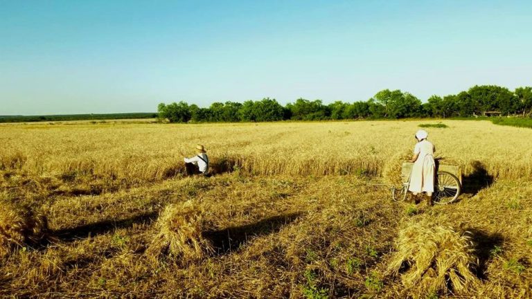 Harvesting Wheat by Hand, an old tradition that still works...